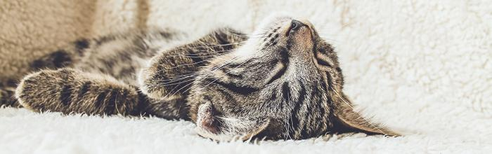 What are the treatment options for Castleman disease? - Carenity