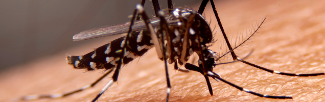 Malaria: Causes, Symptoms, Diagnosis, and Treatment options - Carenity